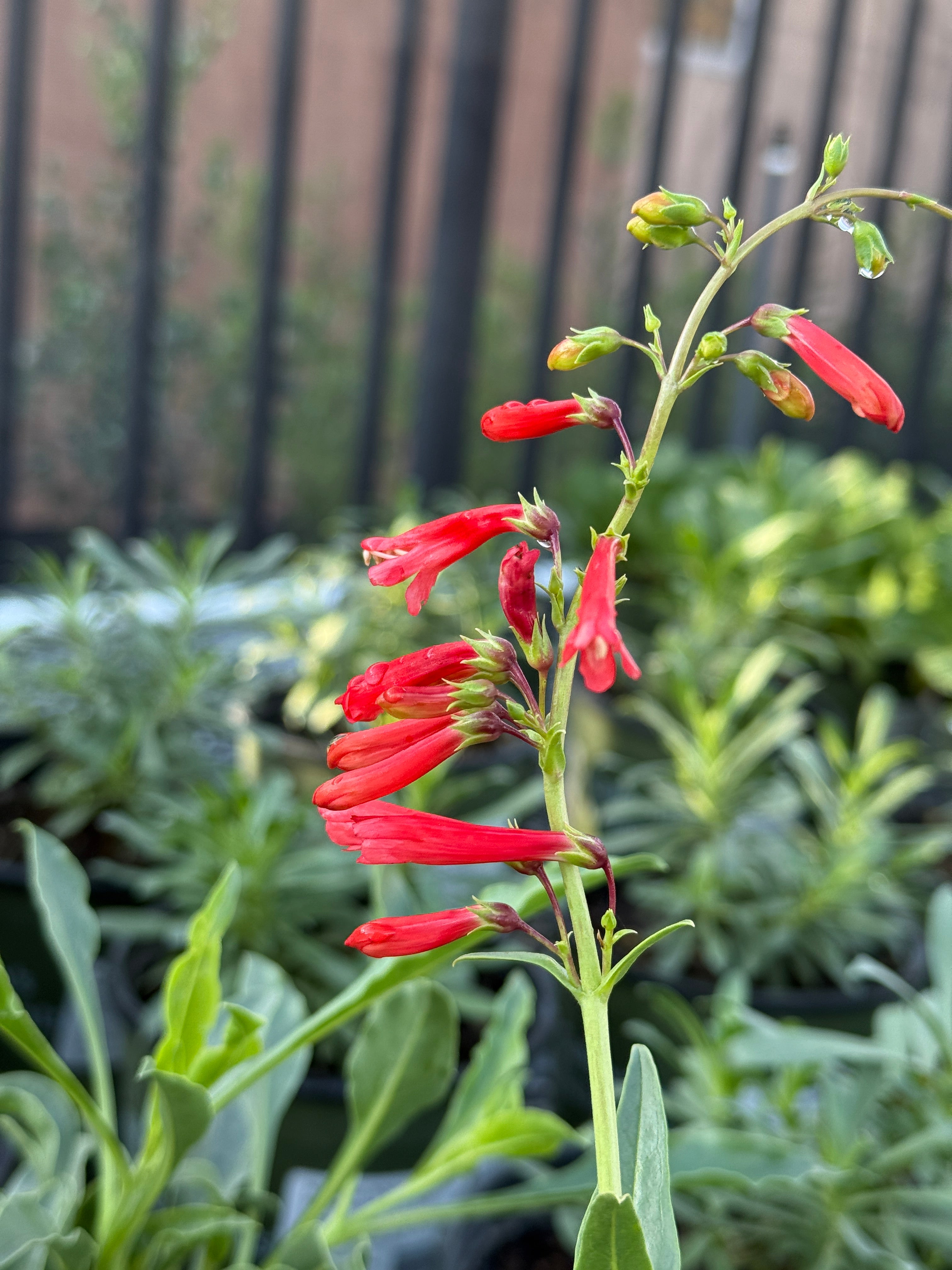Firecracker Penstemon - Penstemon eatonii – Waterwise Community Nursery