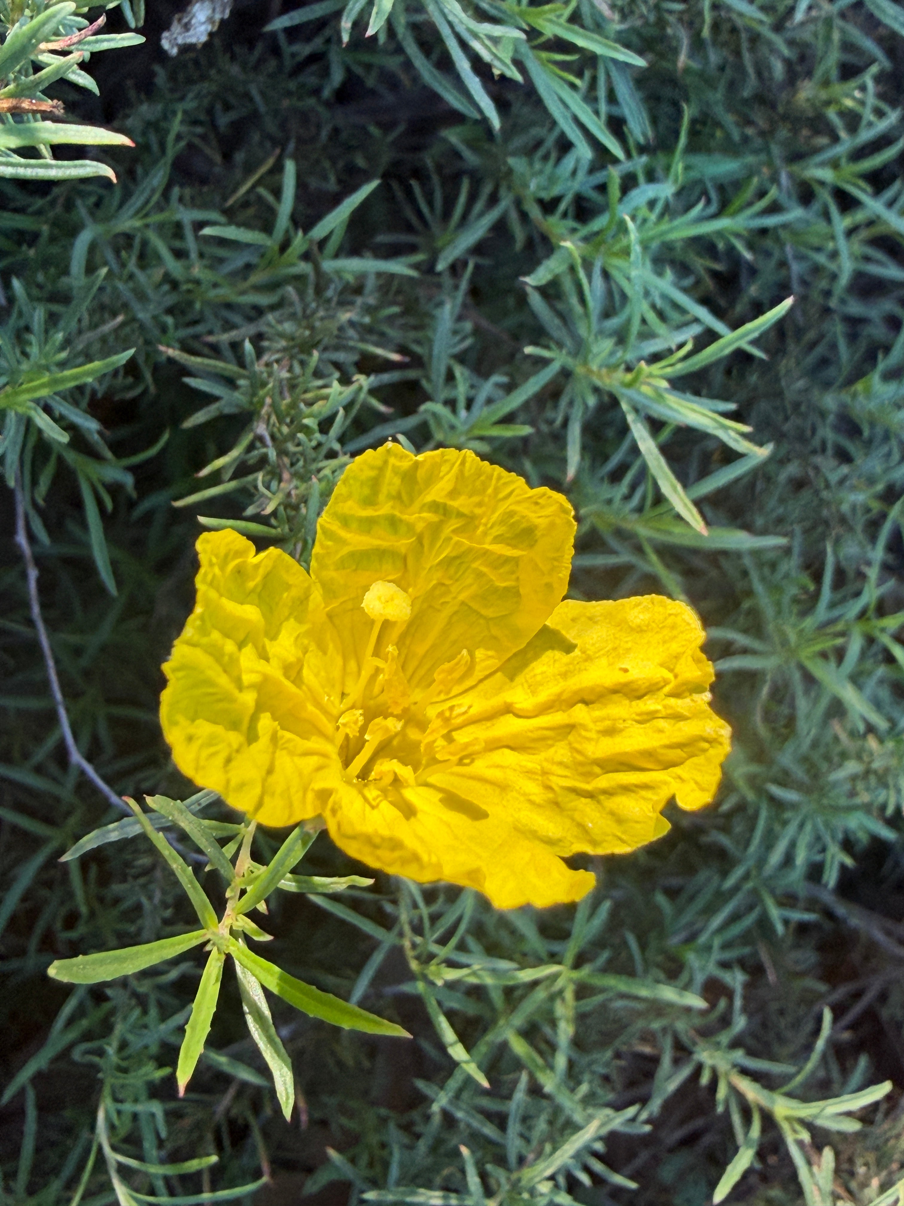Sundrops - Calylophus drummondii (C. berlandieri) – Waterwise Community ...